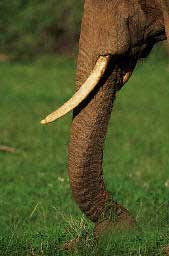 Belgesel izle,Hayvan Belgeseli,vahşi hayvanlar: FİL ÖZELLİKLERİ