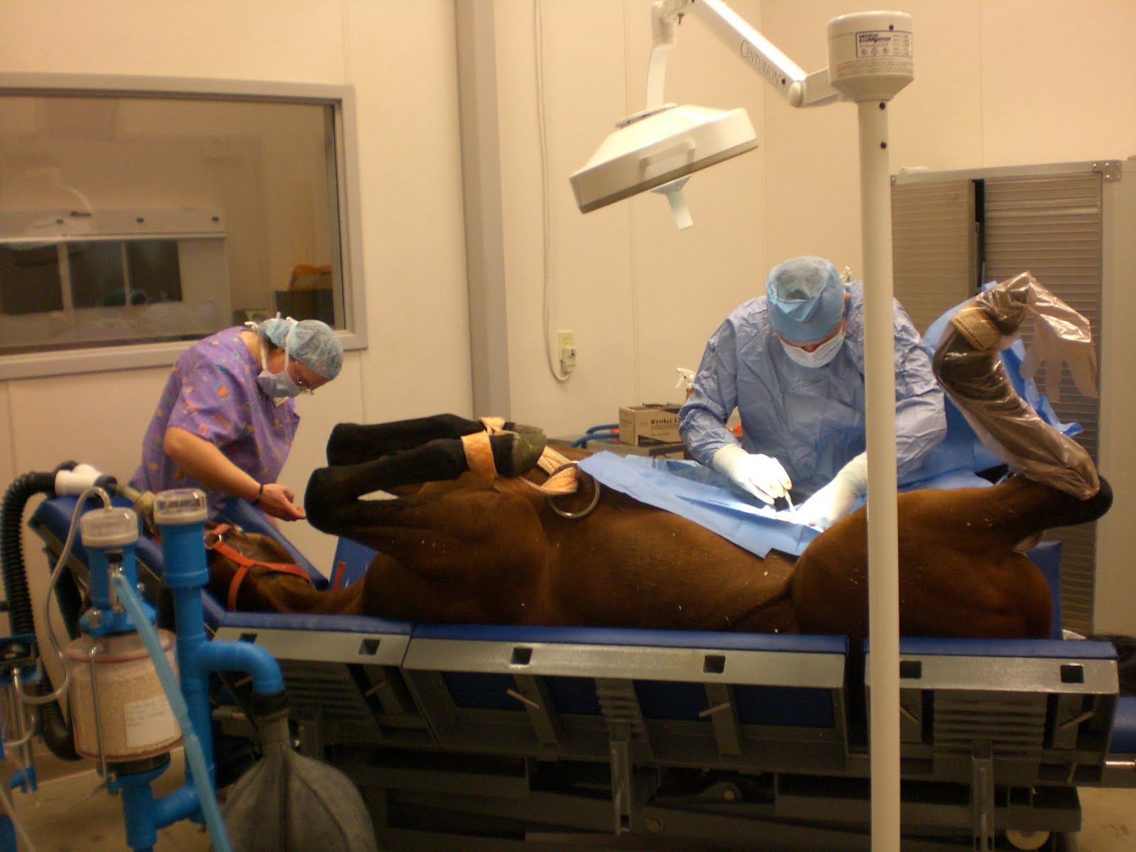 Equine Vet Blog: COW: Umbilical Hernia Repair