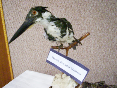 Exposición de la fauna entrerriana | DESDE FEDERAL ..DOS PALABRAS EN ...