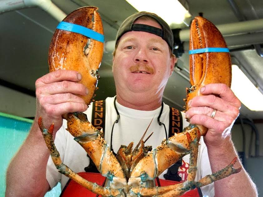 svalenti 365: 10 Pound Lobster