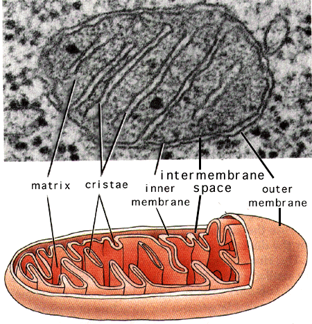 Human Biology (BIOL 1010): Mitochondria in Motion and Much Much More!