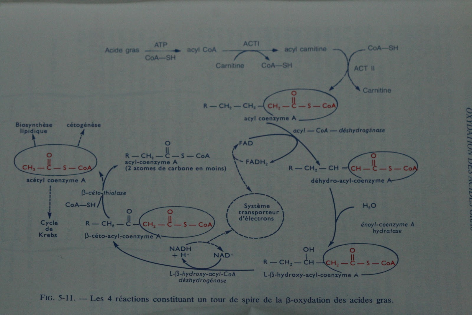 la théorie du vivant simplifiée par jean philippe: La biochimie