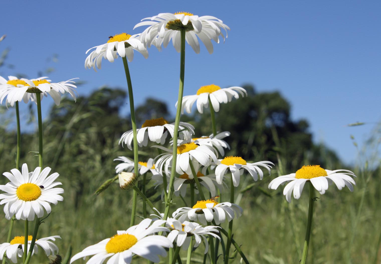 Southern Lagniappe: Roadside Daisies