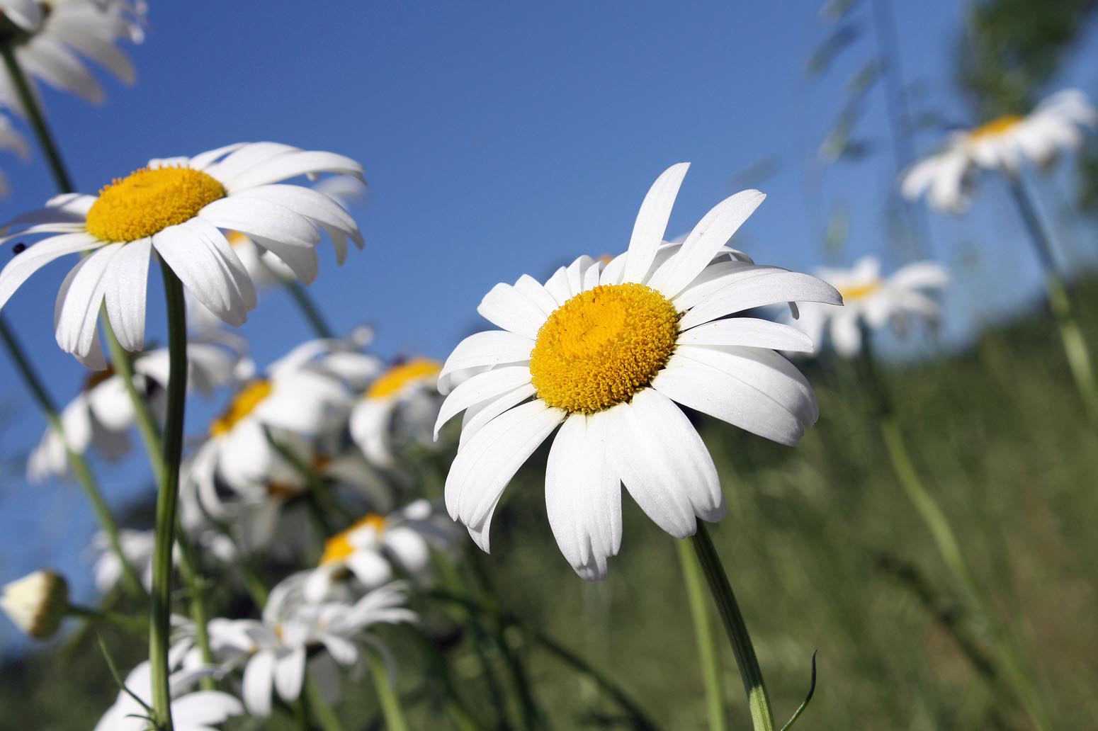 Southern Lagniappe: Roadside Daisies