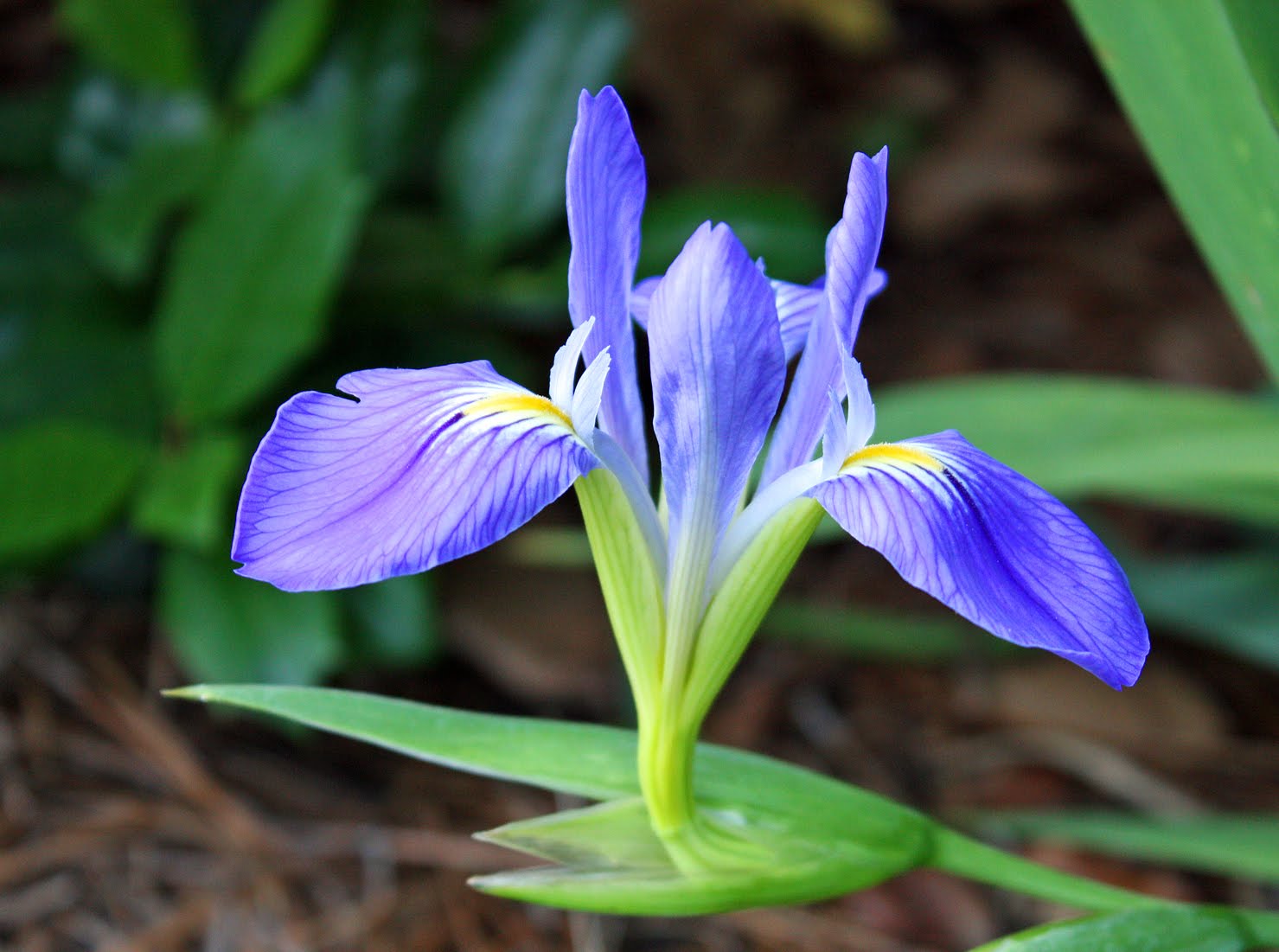 Southern Lagniappe: The Ultimate Fleur-de-Lis