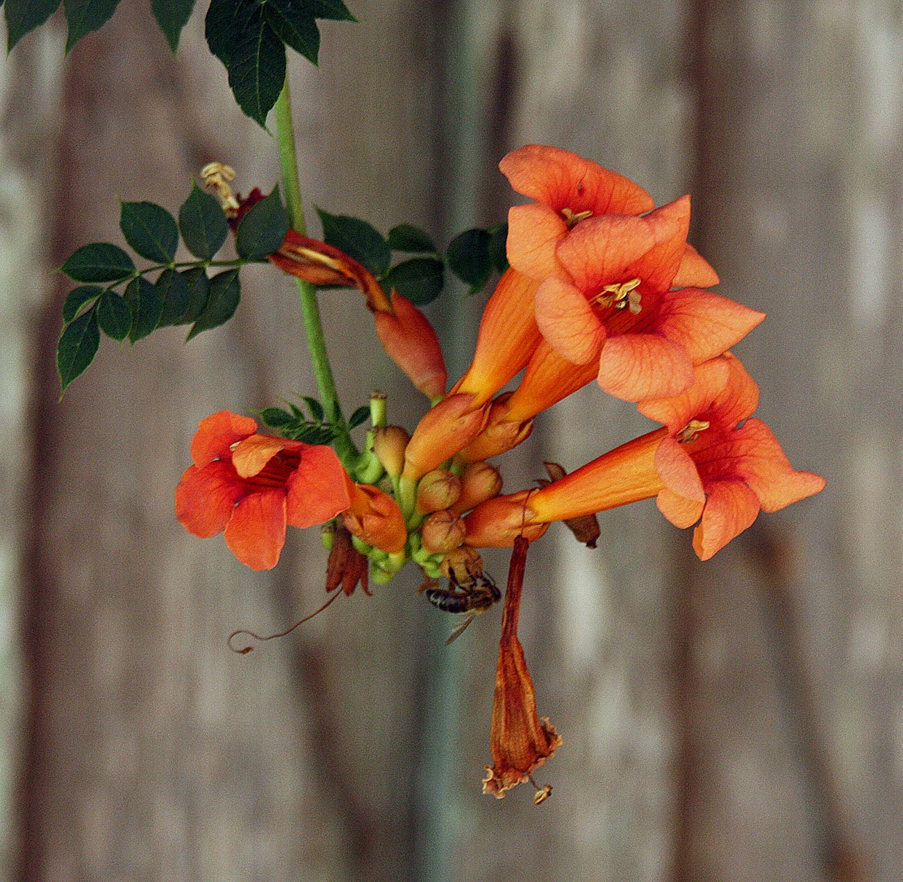 Southern Lagniappe: Song of the Trumpet Vine