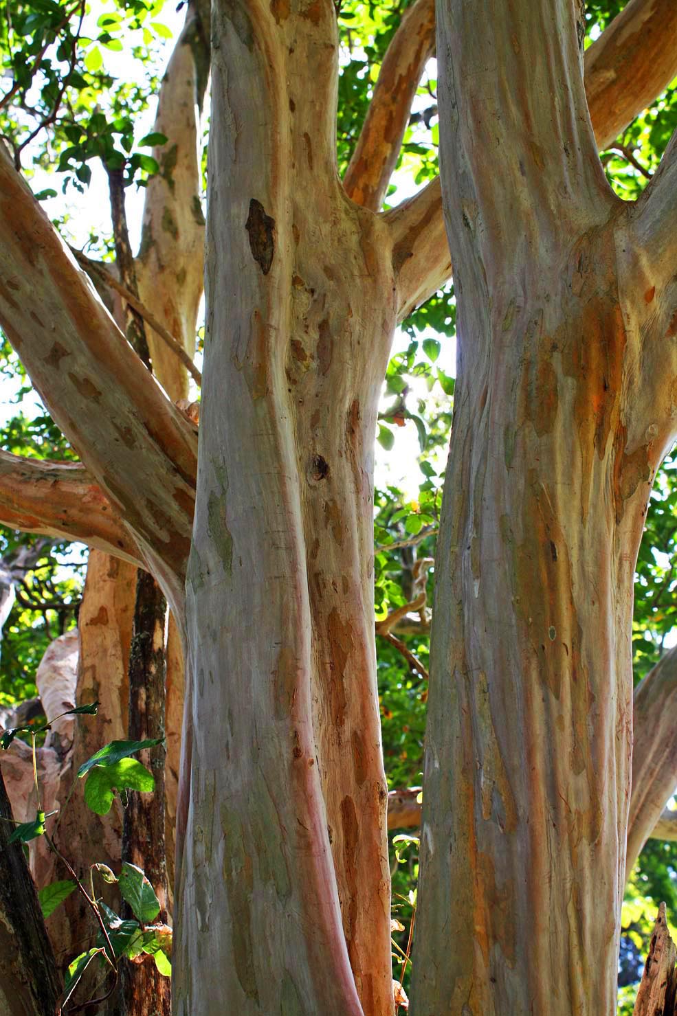 Southern Lagniappe: The Crape Myrtles of Vicksburg