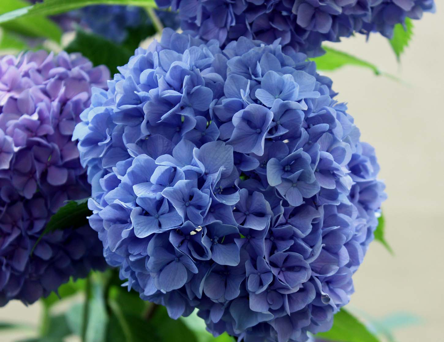 Southern Lagniappe: Blue Hydrangeas