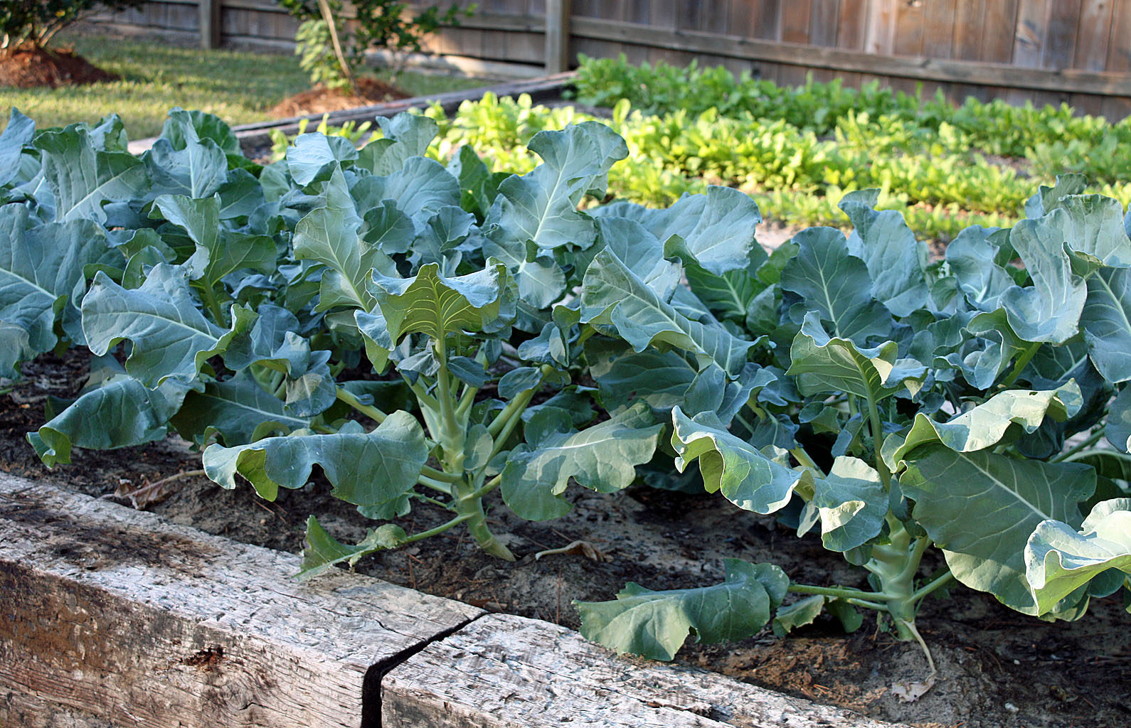 Southern Lagniappe: A Fall Garden