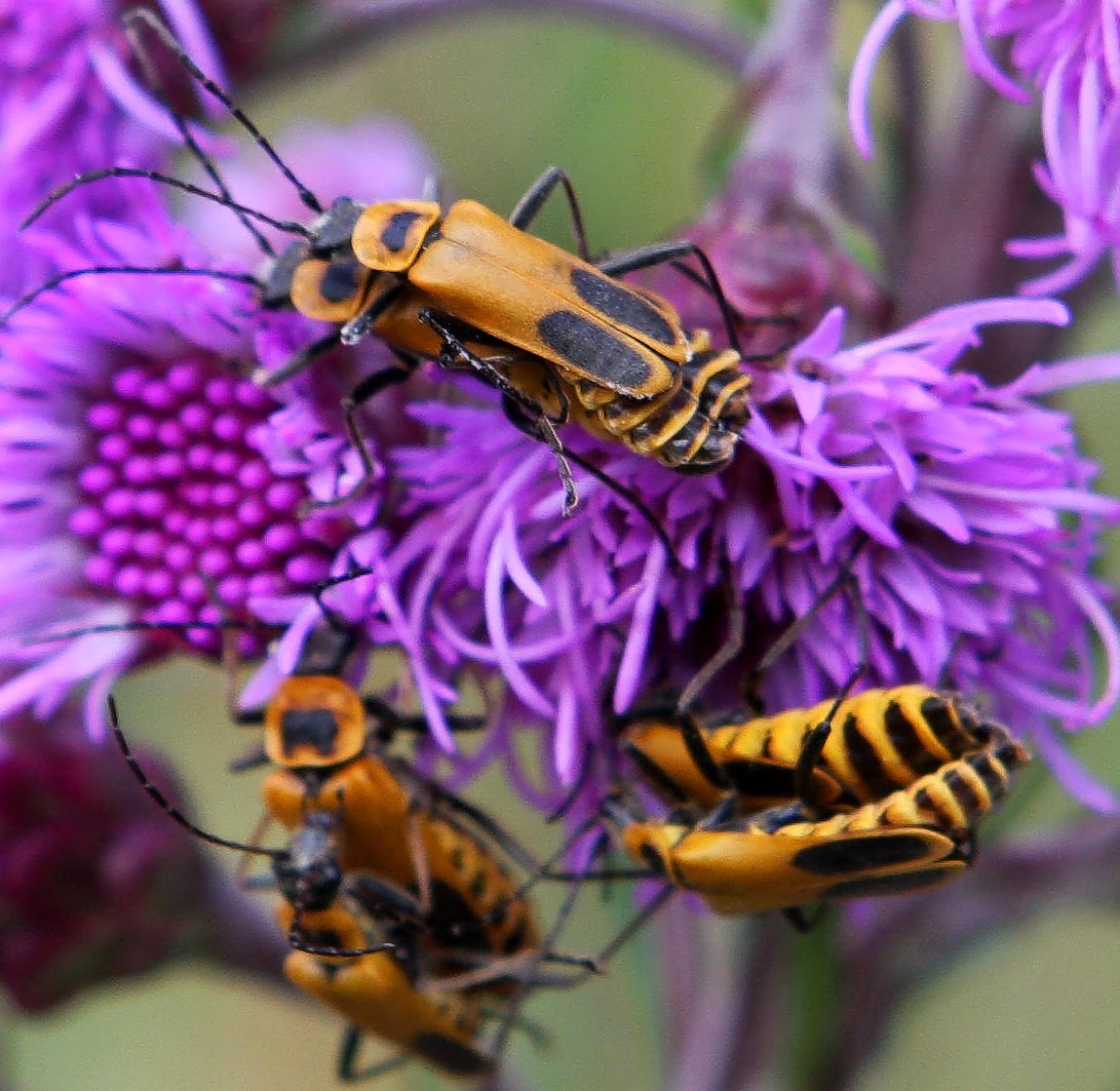 Public Domain Photos And Images Insects Mating On Liatris Flower