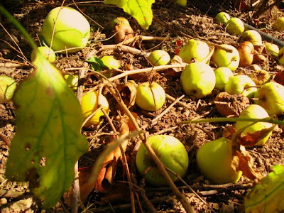 Fresh Local and Best: APPLE PICKING AT PHILLIPS FARM