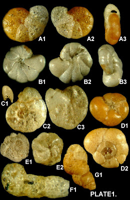 Recent British Foraminifera of The Channel: Arenaceous Foraminifera of ...