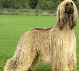 la mejor pagina de animales: El perro Afgano