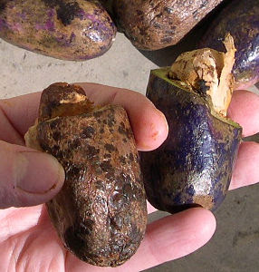 Alimentation crue originelle: Manger cru: le safou