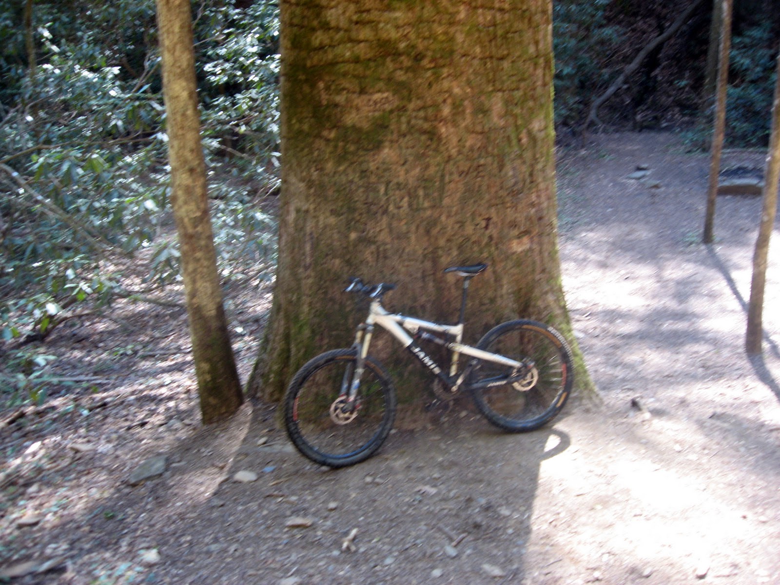 |Tulip poplar is it good firewood| |poplar trees in florida|