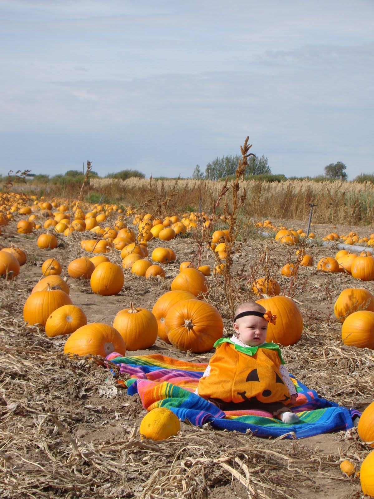Dates in Idaho Falls: Pumpkin Patches and the Rexburg Straw Maze