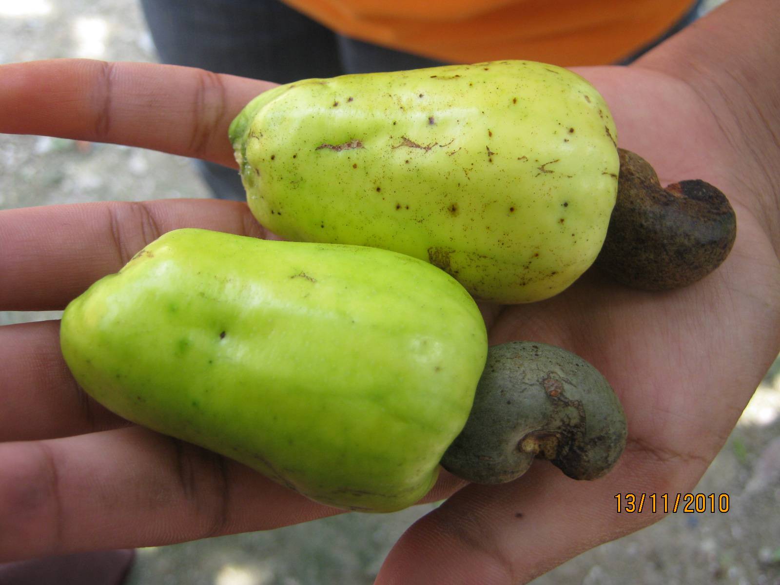 Seri Pelangi: Kenali Buah Gajus...