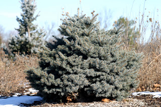 Powell Gardens' Blog: Evergreens Enliven the Winter Landscape