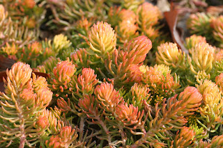 Powell Gardens' Blog: Sedums for Winter Ground Color & Cover
