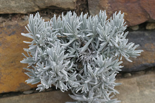 Powell Gardens' Blog: Elegant Silvers in Winter Perennials