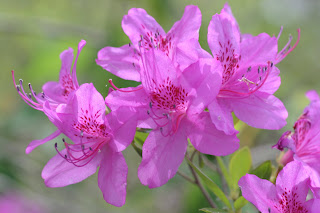 Powell Gardens' Blog: Tis the Season for a Million Blooms at Powell Gardens