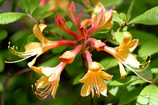Powell Gardens' Blog: Azaleas, America's Favorite Shrub