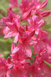 Powell Gardens' Blog: Azaleas, America's Favorite Shrub