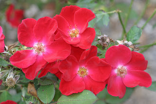 Powell Gardens' Blog: Early October in the Perennial Garden