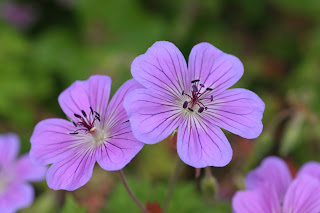 Powell Gardens' Blog: September's Sumptuous Blooms