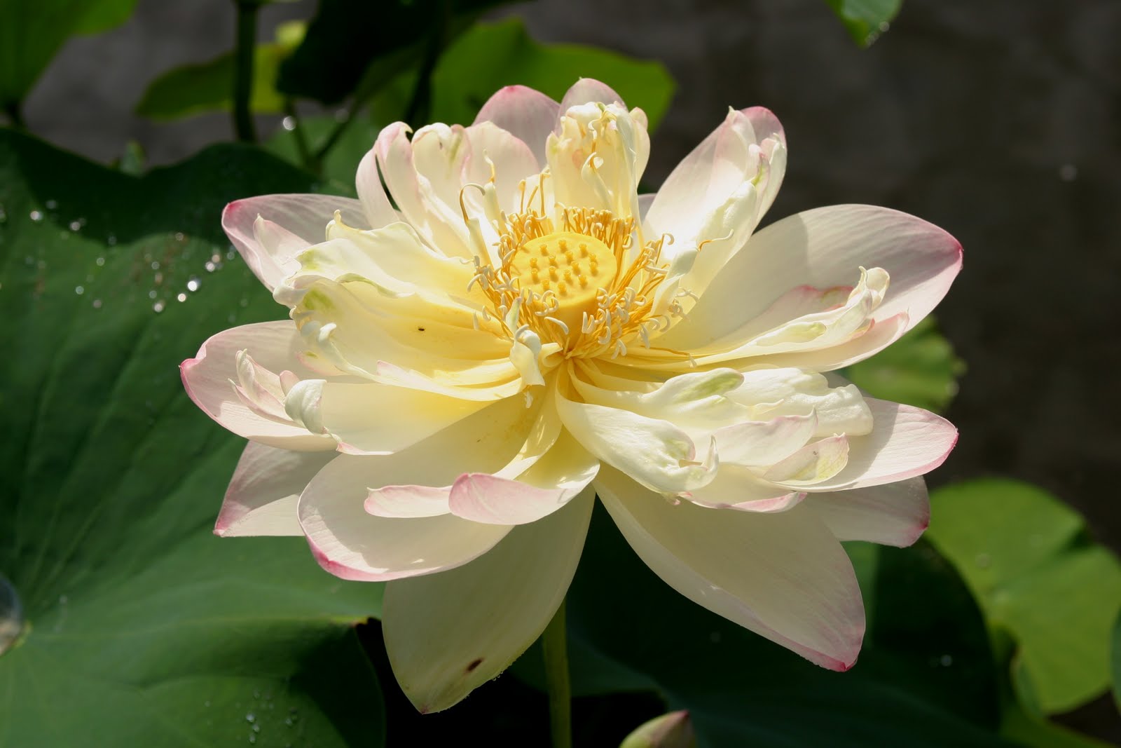 Powell Gardens' Blog: Midsummer's Bloom: from Lotus to Trees & Shrubs