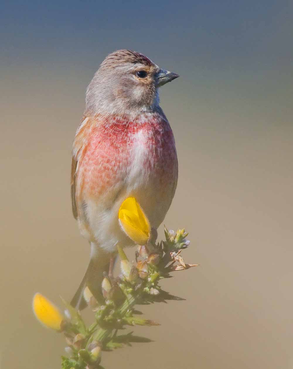 Experiencias silvestristas: Pardillo comun