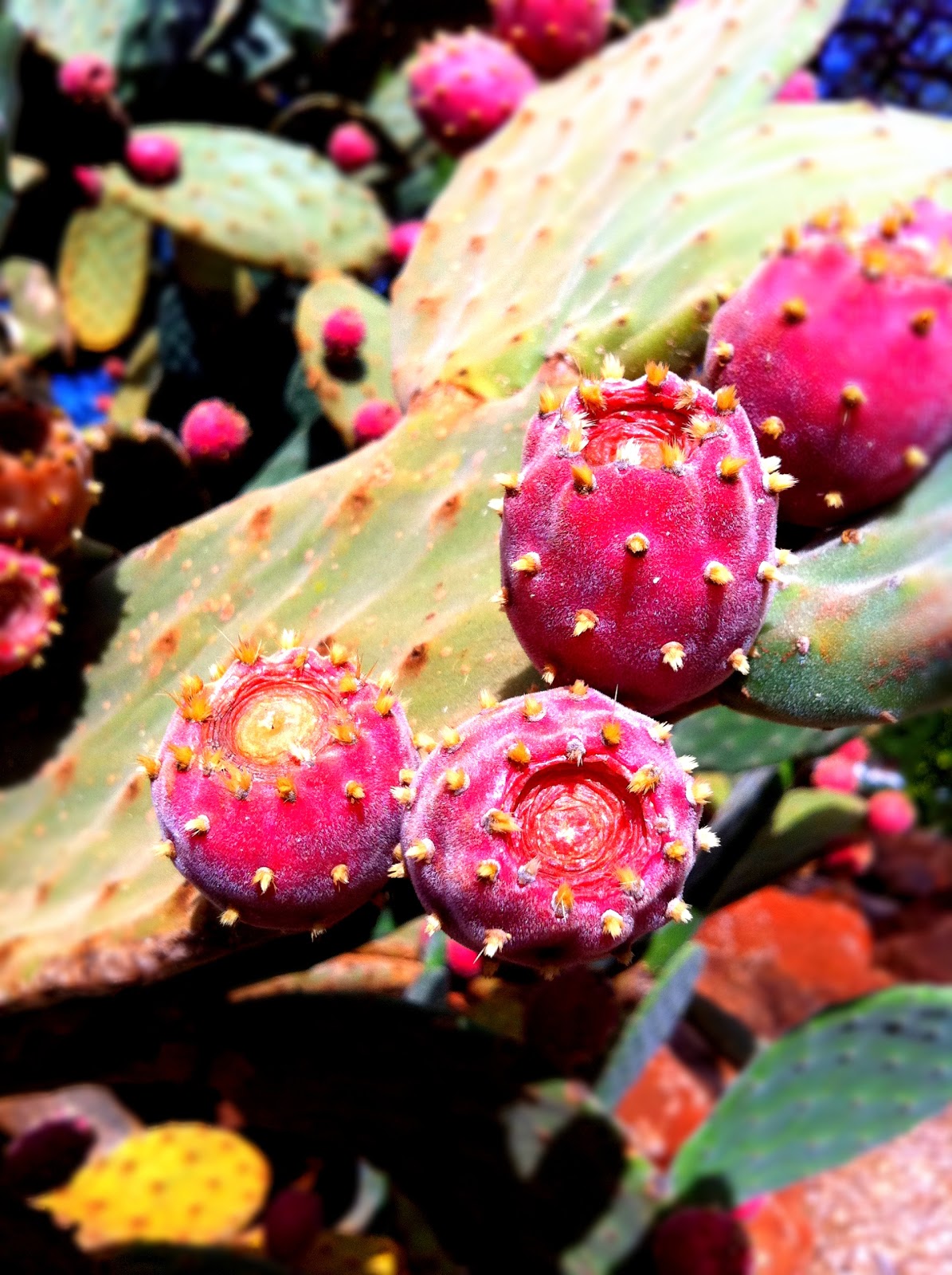 Uncommon Cactus, Succulents and Tropical Plants: Opuntia ficus-india ...