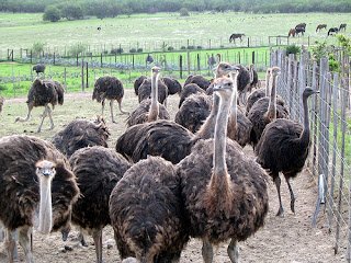 Ostriches2012