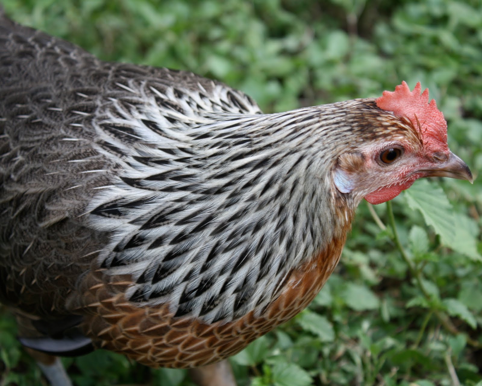 Green Eggs and A Plan: Meet Fawkes the Silver Phoenix