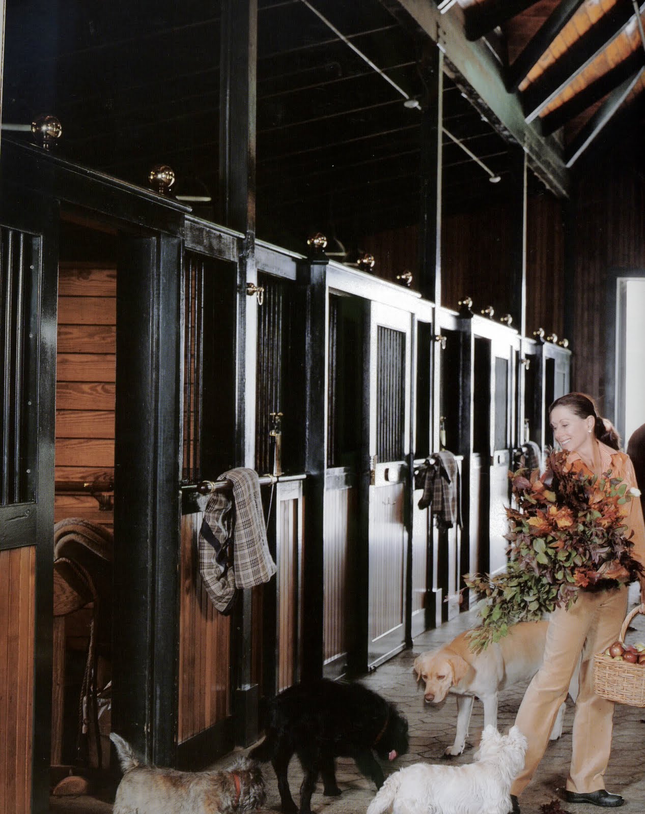 AESTHETICALLY THINKING: GOING TO THE DOGS