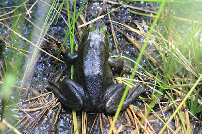 Panther Island Adventures: Critter of the week June 21: Pig Frog