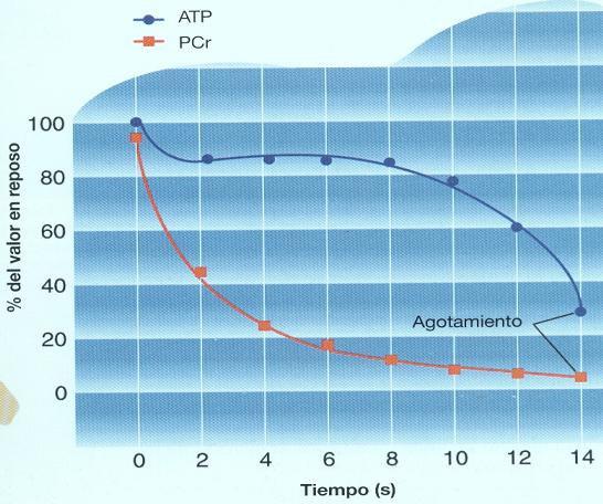 Actividad y Educación Física: Sistemas Energéticos: ATP-FOSFOCREATINA (PC)