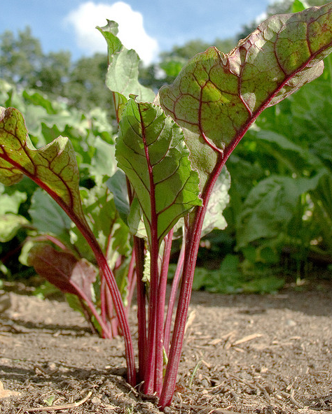 greeny crops: Beet root