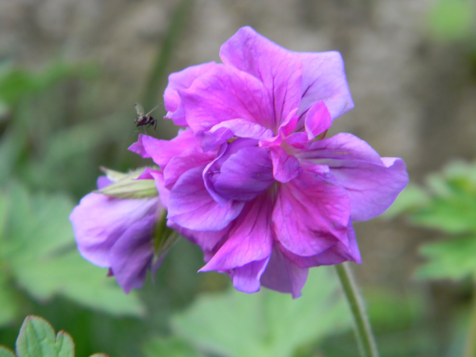 Gradina mea-in toate anotimpurile: Napraznic