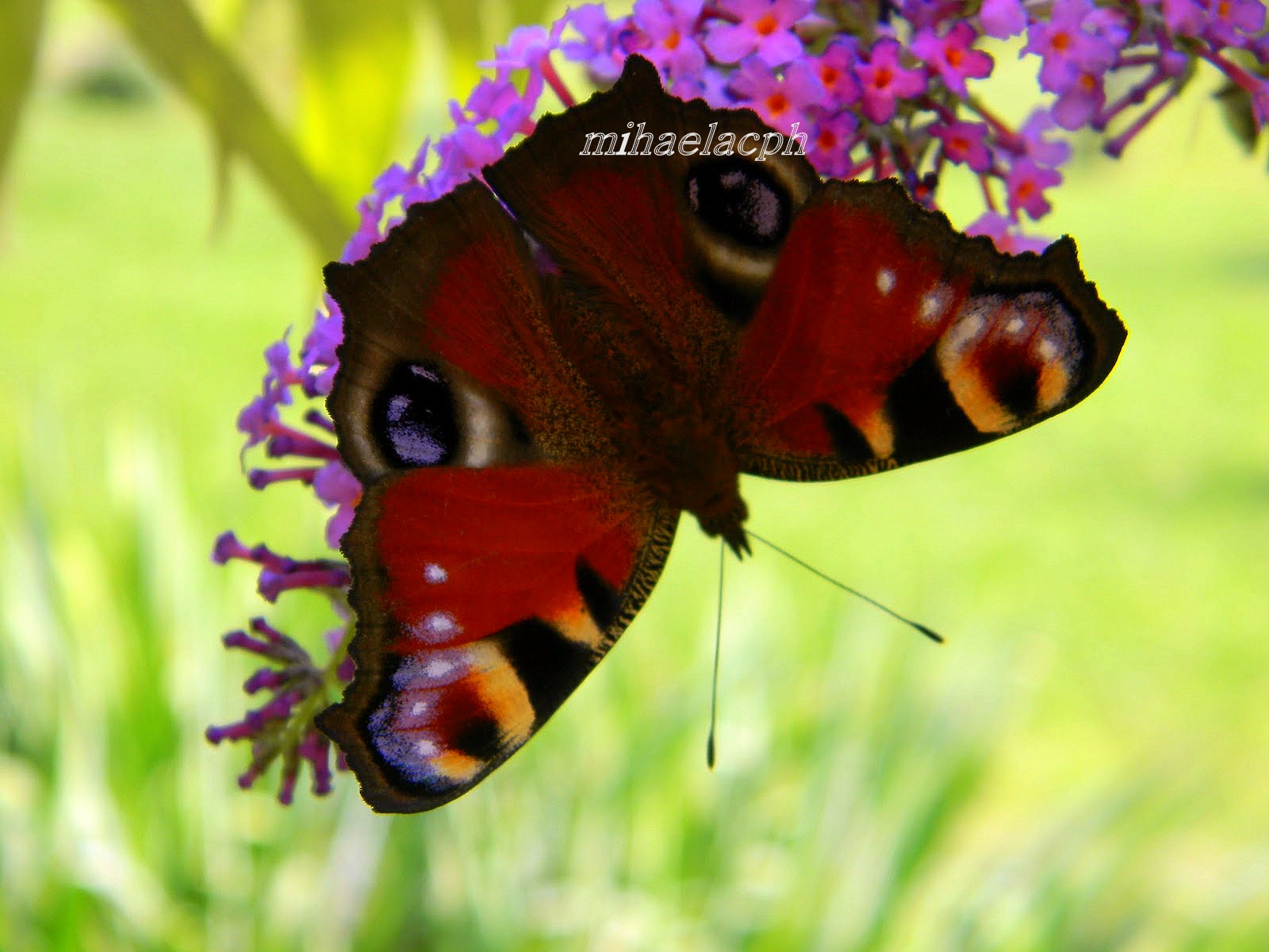 Gradina mea-in toate anotimpurile: Fluturi I