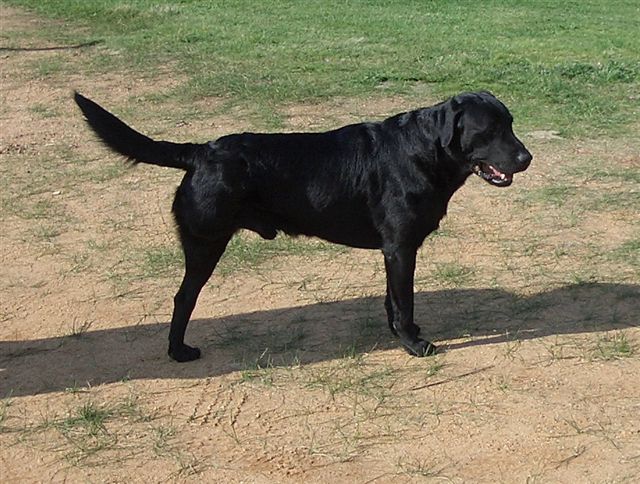 Penns stuff: Black labrador field trial champion