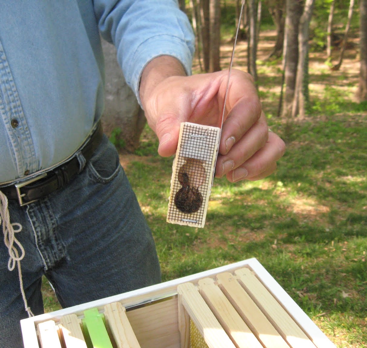 Beaver Creek Bees: Package & Installation