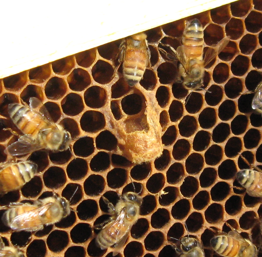 Beaver Creek Bees: Duchess Queenless?