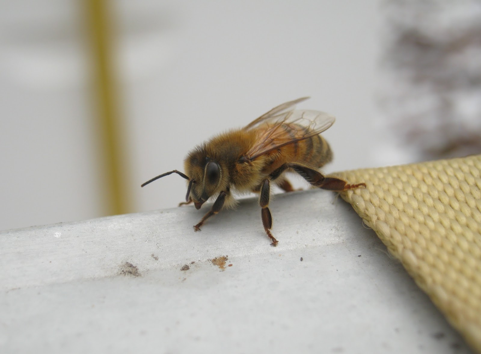 Beaver Creek Bees: December Fly Day