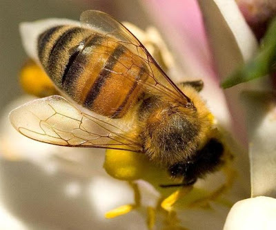 Curiosidades y fotos de animales: Abeja