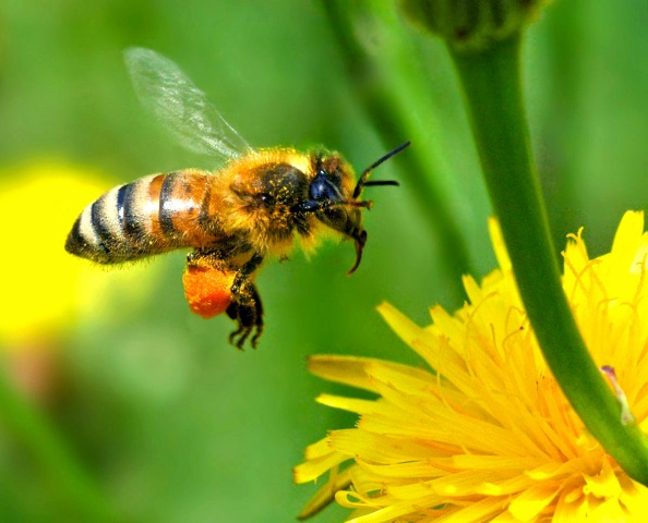 Curiosidades y fotos de animales: Abeja