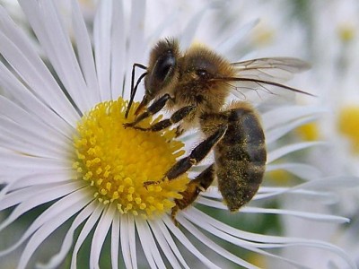 Curiosidades y fotos de animales: Abeja