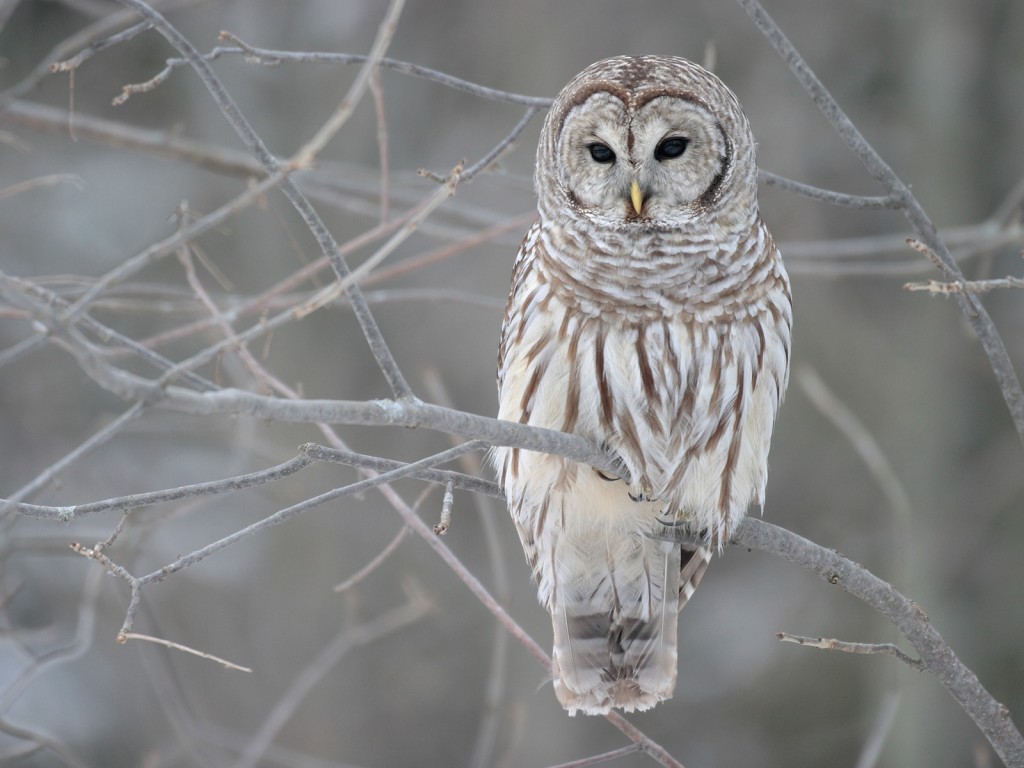 Curiosidades y fotos de animales: Búho