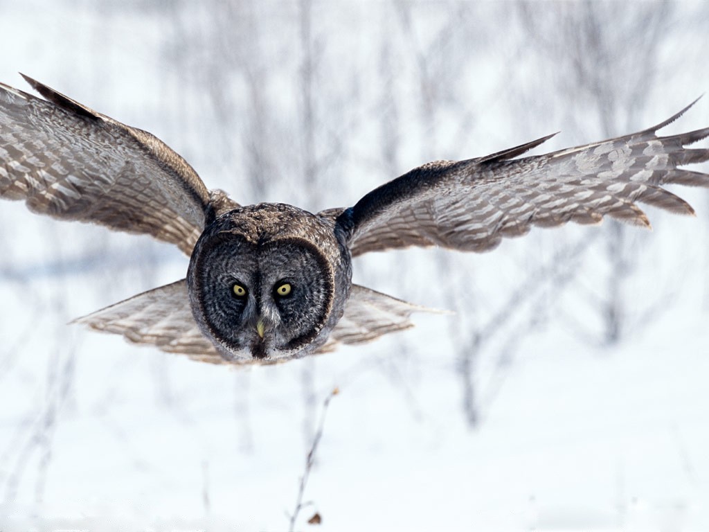 Curiosidades y fotos de animales: Búho