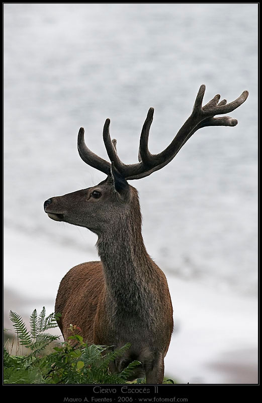 Curiosidades y fotos de animales: Ciervo